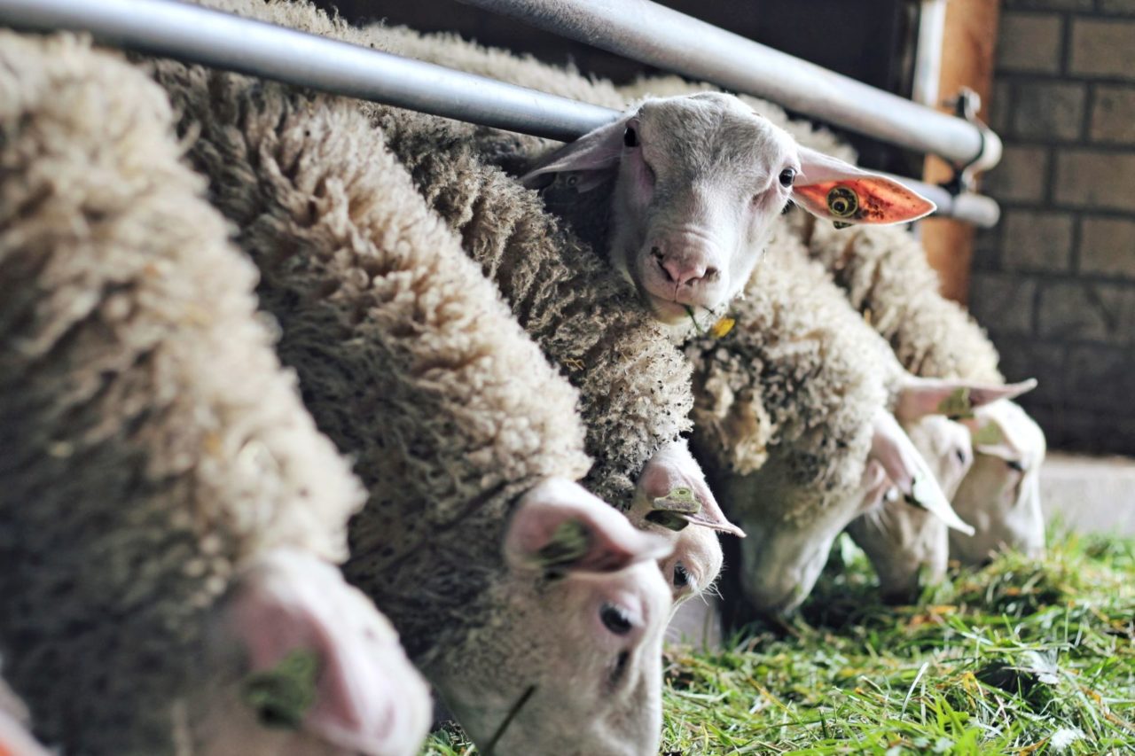 Boer & Chef heeft vertrouwen in de streek - nom.nl